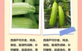 北瓜是西葫芦吗_北瓜和西葫芦的区别