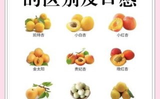 杏的营养价值及功效_杏一天吃几个最好