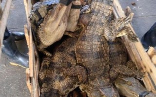 鳄鱼养殖成本_鳄鱼养殖利润