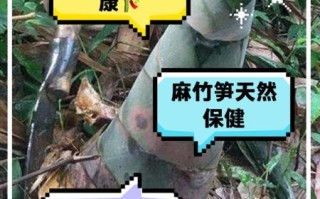 笋的营养价值及功效_孕妇能吃笋吗