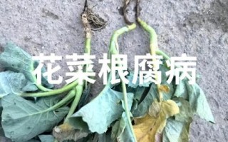 花菜病害图片大全图解_花菜病害识别方法