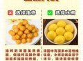 元宵怎么吃炸还是煮_哪种更健康