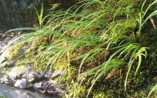 九节菖蒲的功效与作用_九节菖蒲怎么吃效果最好