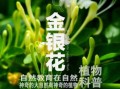 金银花种植技术_金银花种植前景怎么样
