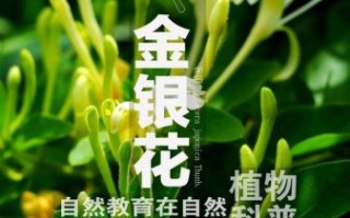 金银花种植技术_金银花种植前景怎么样