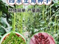 豇豆拼音有几个读音_豇豆怎么读才正确