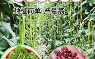 豇豆拼音有几个读音_豇豆怎么读才正确