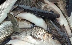 重唇鱼是什么鱼_重唇鱼多少钱一斤