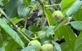 野核桃树几年结果_野核桃树怎么种植