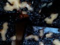 固元膏做法视频_固元膏怎么做才正宗
