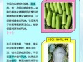 节瓜怎么种_节瓜和冬瓜的区别
