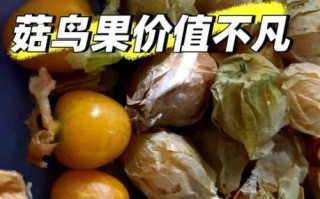 菇鸟功效与作用_菇鸟怎么吃好