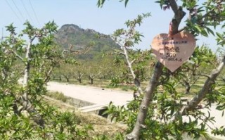 无锡阳山水蜜桃采摘园门票多少钱_采摘时间到几月