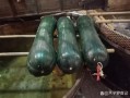 节瓜是什么瓜_节瓜和冬瓜的区别