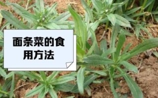 面条菜图片长什么样_面条菜的功效与作用有哪些