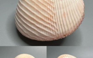 鸟蛤怎么读_鸟蛤读音是什么