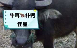 牛耳朵长什么样_牛耳朵有什么特点