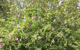 八角丁虫子有毒吗_八角丁虫子咬了怎么办