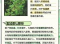 香加皮和五加皮有什么区别_香加皮五加皮功效差异