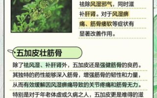 香加皮和五加皮有什么区别_香加皮五加皮功效差异