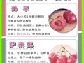 车厘子和樱桃的区别_哪个更甜更好吃