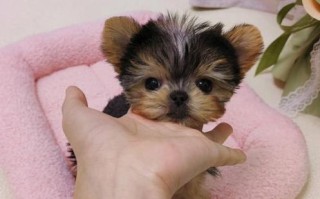 约克夏犬掉毛厉害吗_约克夏犬好养吗