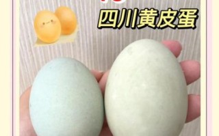 黄皮蛋和黑皮蛋哪个含铅高_皮蛋含铅量对比
