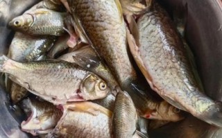 野生小鱼怎么做好吃_野生小鱼的做法大全