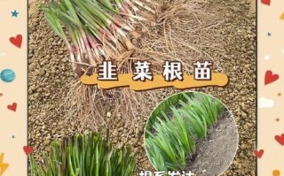 韭菜什么时候种最合适_韭菜种植方法步骤