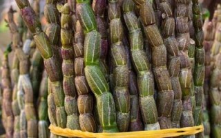 野生铁皮石斛多少钱一斤_野生铁皮石斛价格为什么差异大