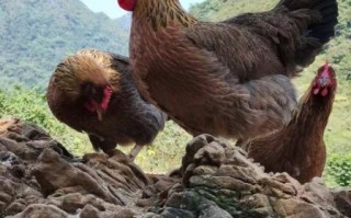 清远鸡是什么鸡_清远鸡产地在哪里