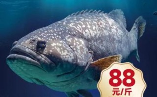 龙趸鱼是什么鱼_龙趸鱼多少钱一斤