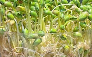 黄豆芽变绿了还能吃吗_黄豆芽变绿是否有毒 黄豆芽变绿了还能吃吗_黄豆芽变绿是否有毒
