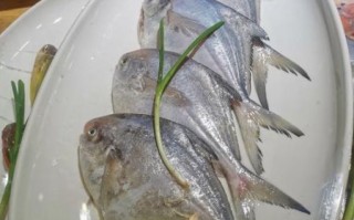 平鱼有刺吗_平鱼刺多不多