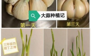 种大蒜多久发芽_阳台种大蒜全过程