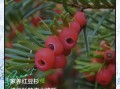 红豆杉怎么养_红豆杉养殖注意事项