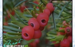 红豆杉怎么养_红豆杉养殖注意事项