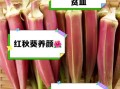 红秋葵的功效与作用_红秋葵怎么吃最营养