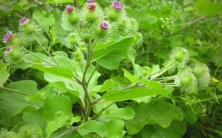 牛蒡草药图片_牛蒡根长什么样