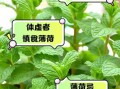 薄荷不能和什么一起吃_薄荷相克食物有哪些
