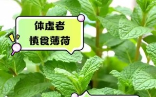薄荷不能和什么一起吃_薄荷相克食物有哪些