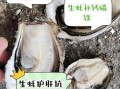 生蚝怎么吃_要去除内脏吗