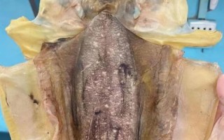 墨鱼干怎么吃_墨鱼干怎么泡发