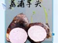 广西芋头有什么功效_广西芋头怎么吃最好