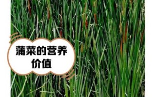 蒲菜的功效与作用_蒲菜怎么吃最营养