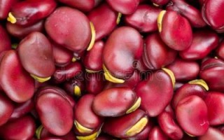 利马豆图片_利马豆长什么样