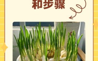 蒜苗什么时候种_蒜苗种植时间