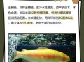 金鳟鱼养殖技术_如何提高成活率