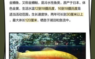 金鳟鱼养殖技术_如何提高成活率