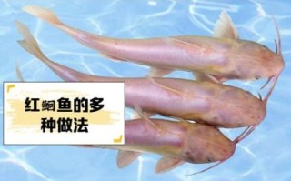 红鮰鱼图片_红鮰鱼多少钱一斤